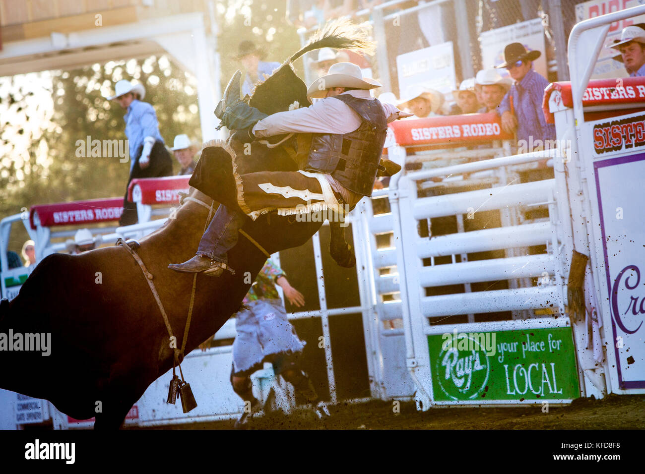 USA, Oregon, Sisters, Sisters Rodeo, cowboys ride a 2,000 pound bull ...