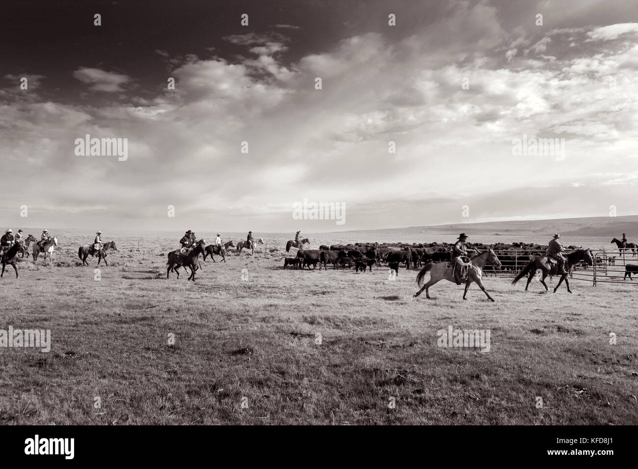 USA, Wyoming, Encampment, cowboys move cattle towards a corral to be ...