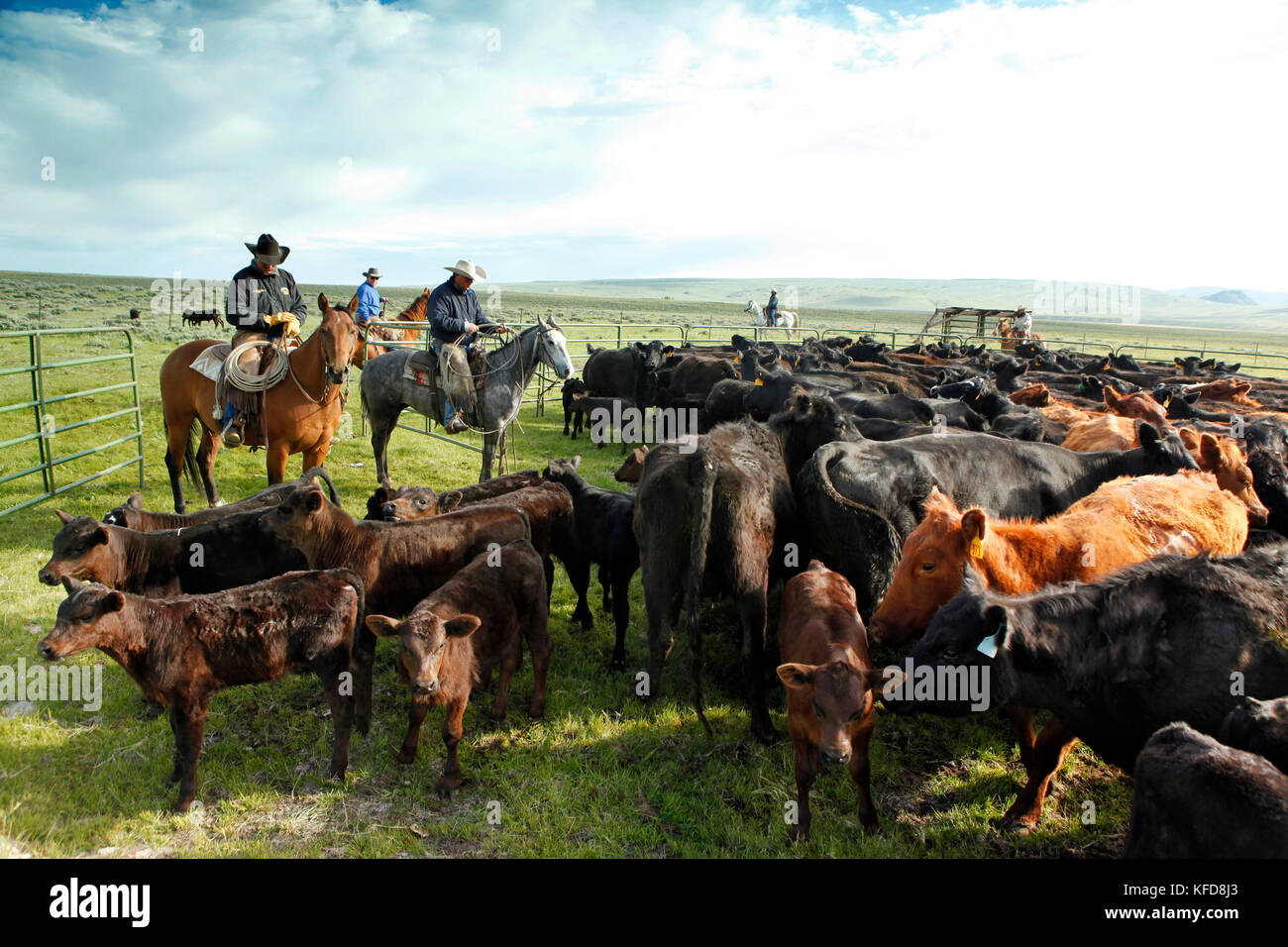 USA, Wyoming, Encampment, cowboys move cattle into a corral for ...