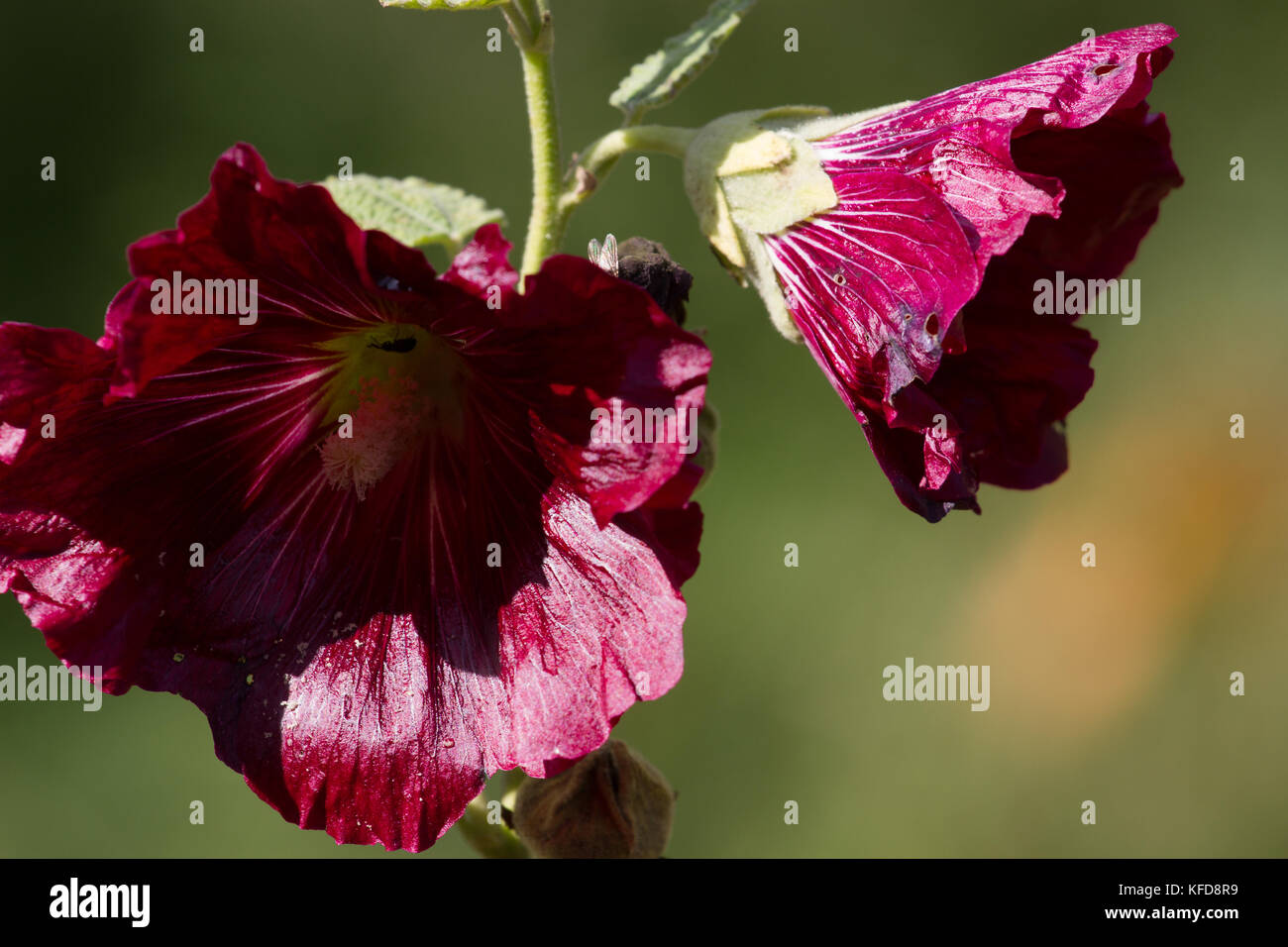Pair of purple malva flowers. Beauty lavatera plant on dissolve ...