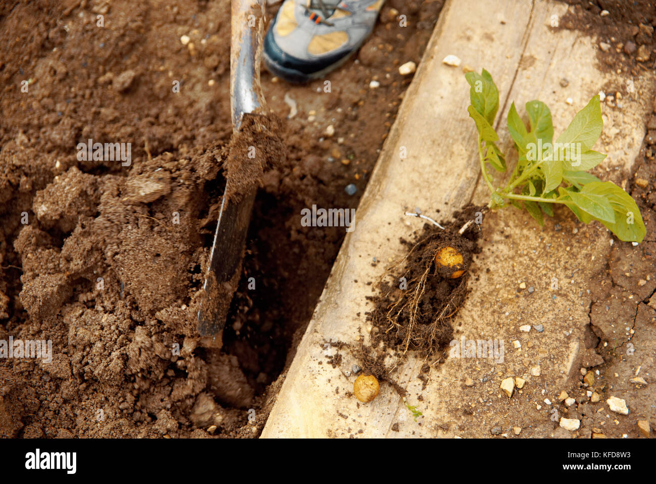 Young potato on soil cover. Young plant close-up. Organic Potato ...