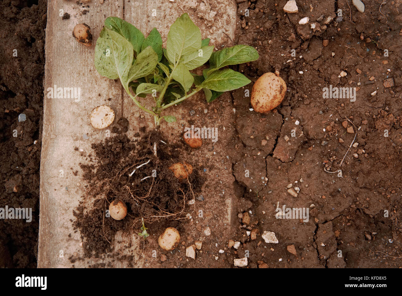 Young potato on soil cover. Young plant close-up. Organic Potato ...