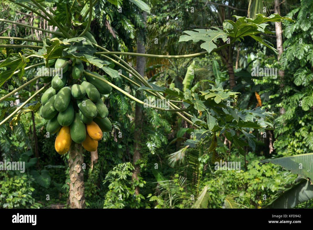 Raw ripe yellow organic papaya growing on a tree Stock Photo - Alamy