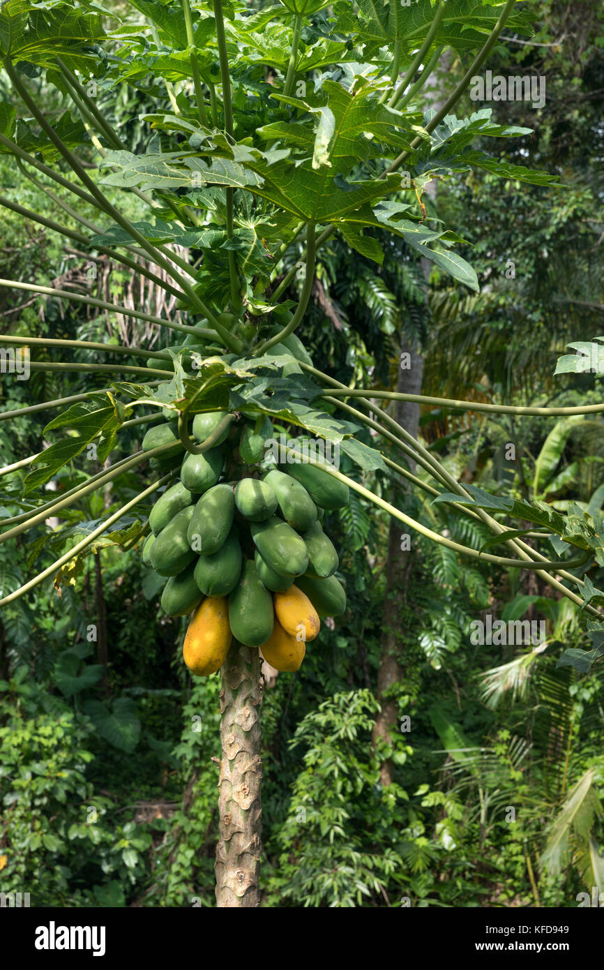 Raw ripe yellow organic papaya growing on a tree Stock Photo - Alamy