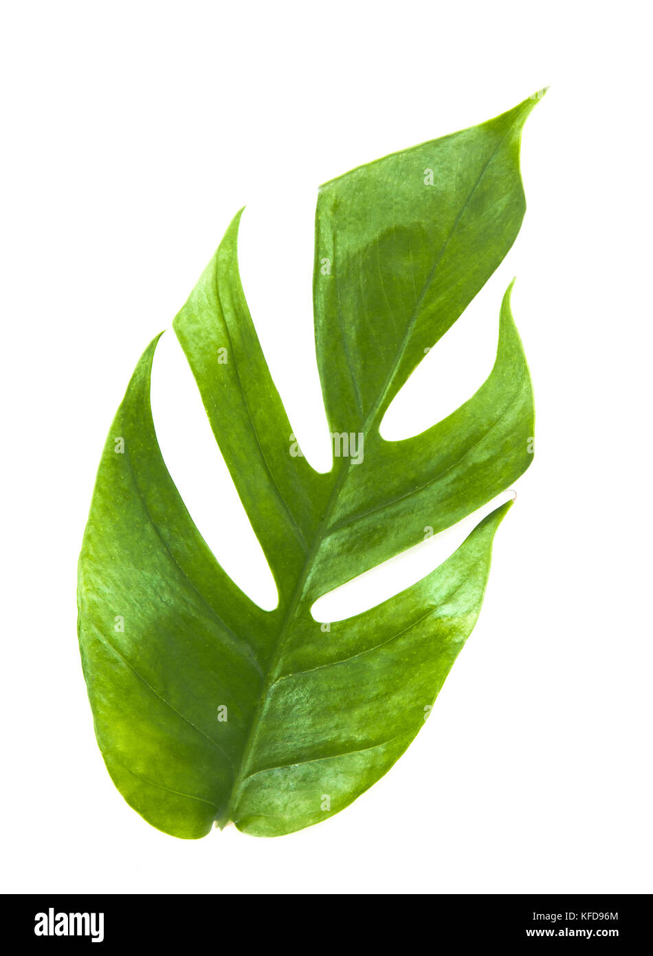 Tropic monstera palm jungle leaf isolated on white backgroung with ...