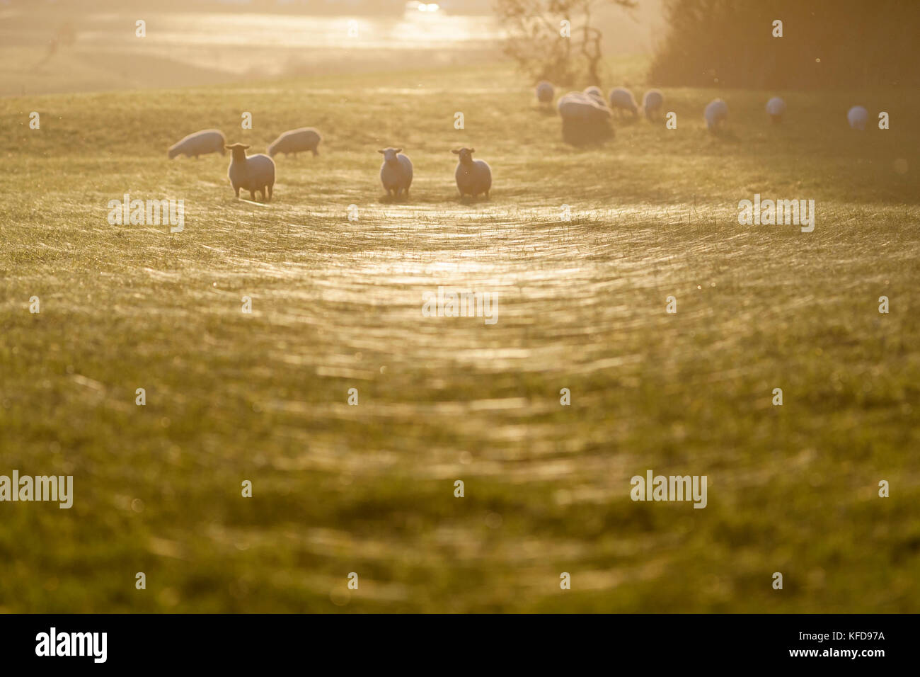 Sheep in the sun hi-res stock photography and images - Alamy