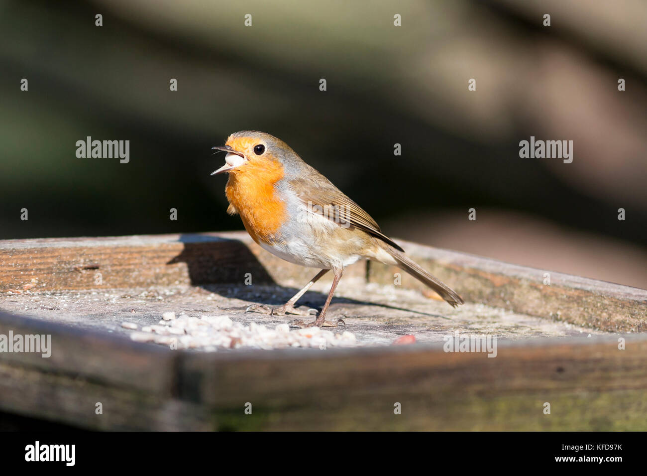 Robin bird sunlit hi-res stock photography and images - Alamy