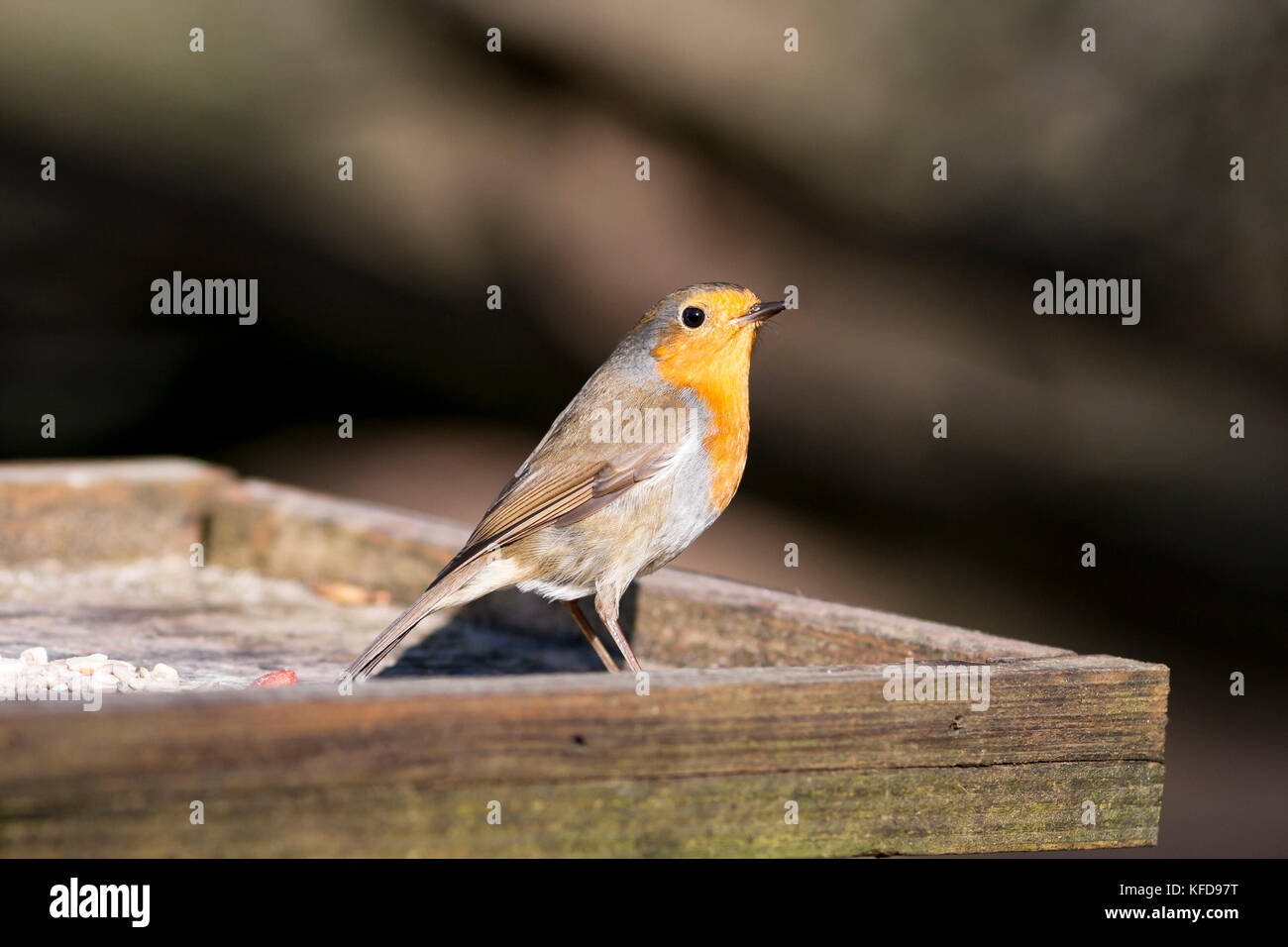 robin on sunlit bird table Stock Photo - Alamy