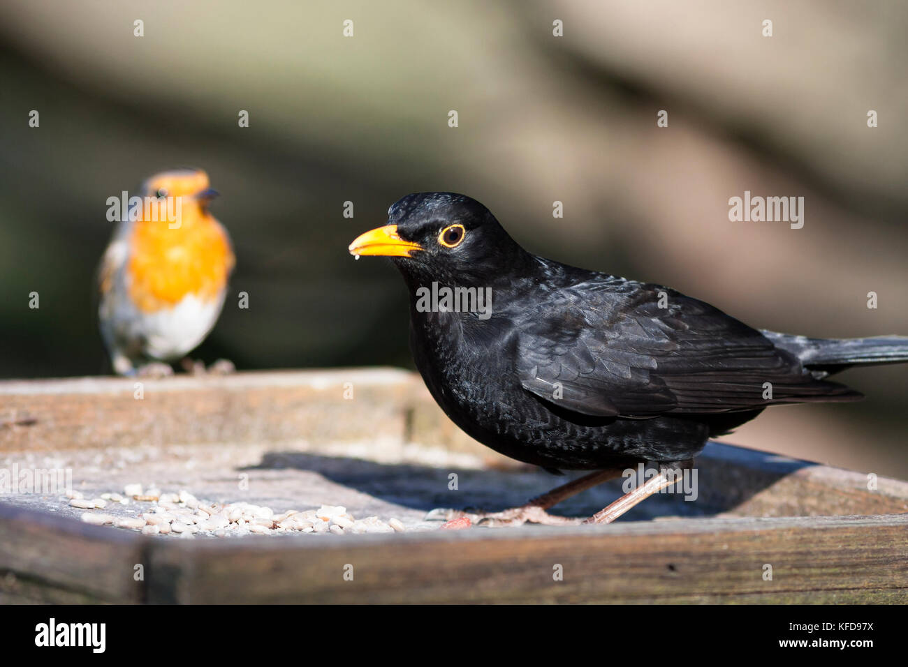 male blackbird on sunlit bird table with robin in background Stock ...