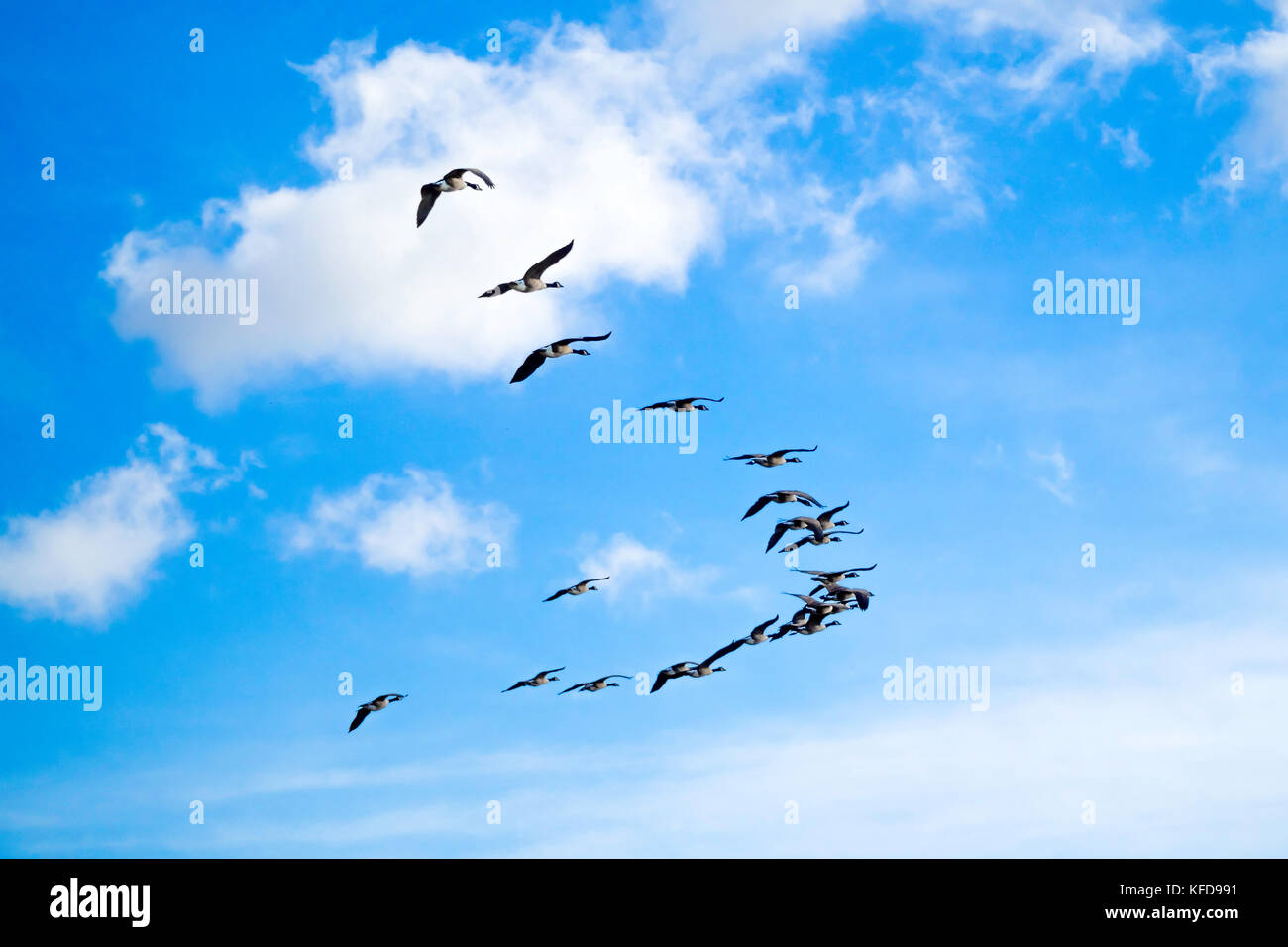 A skein of Canada Geese Branta canadensis flying over the RSPB ...