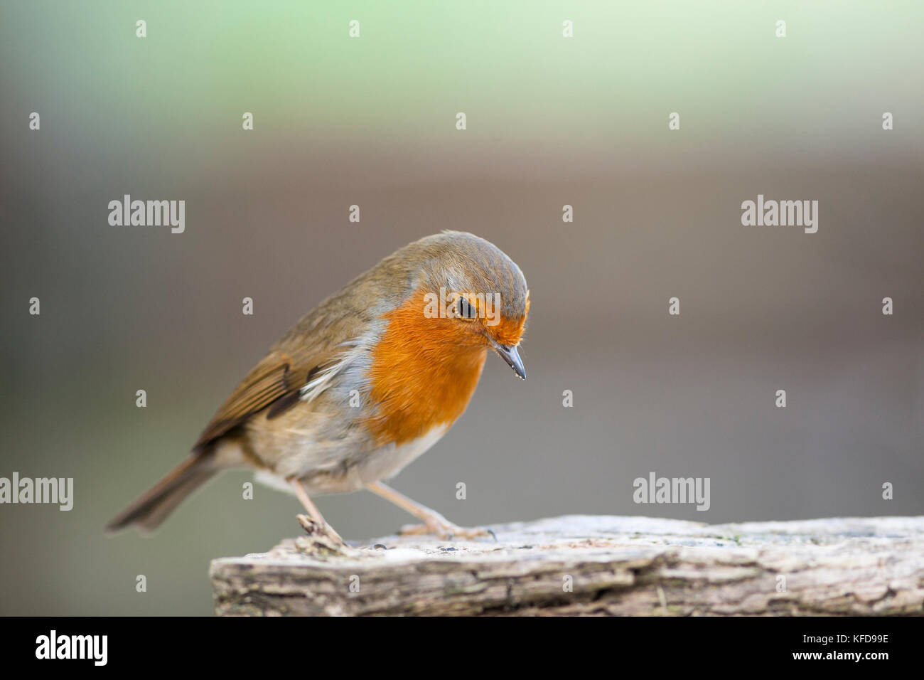 robin on rustic log Stock Photo - Alamy