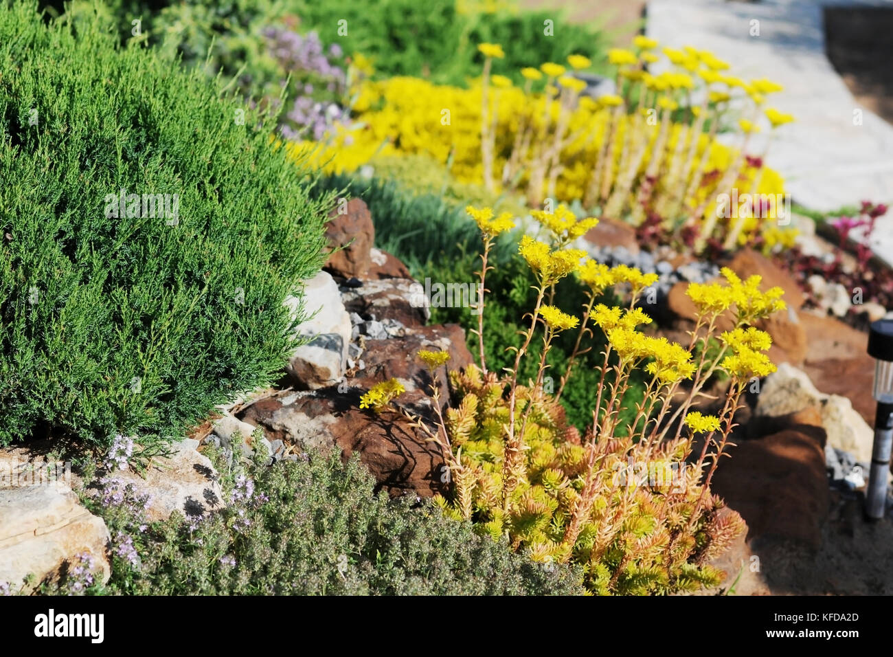 Sedum blooming on an alpine hill in the spring in the garden Stock ...