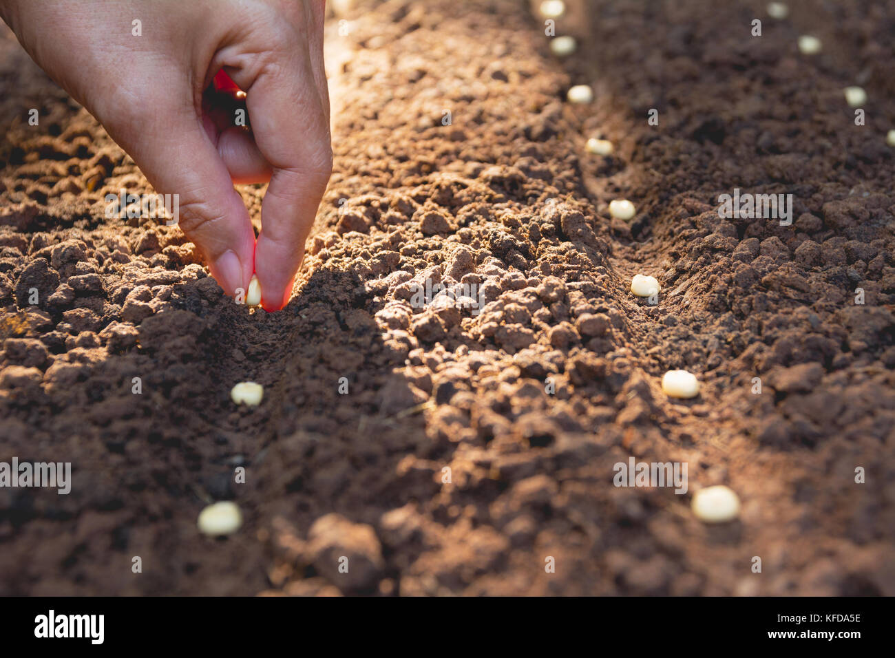 Hand planting corn seed in soil hi-res stock photography and images - Alamy