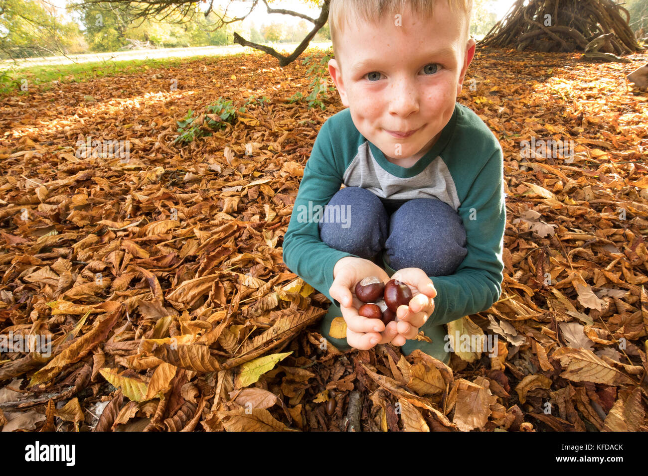 Child collecting conkers under a horse chestnut tree in the autumn - to ...