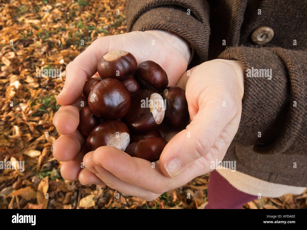 A handful of conkers - fruits of the horse chestnut tree, collected to ...