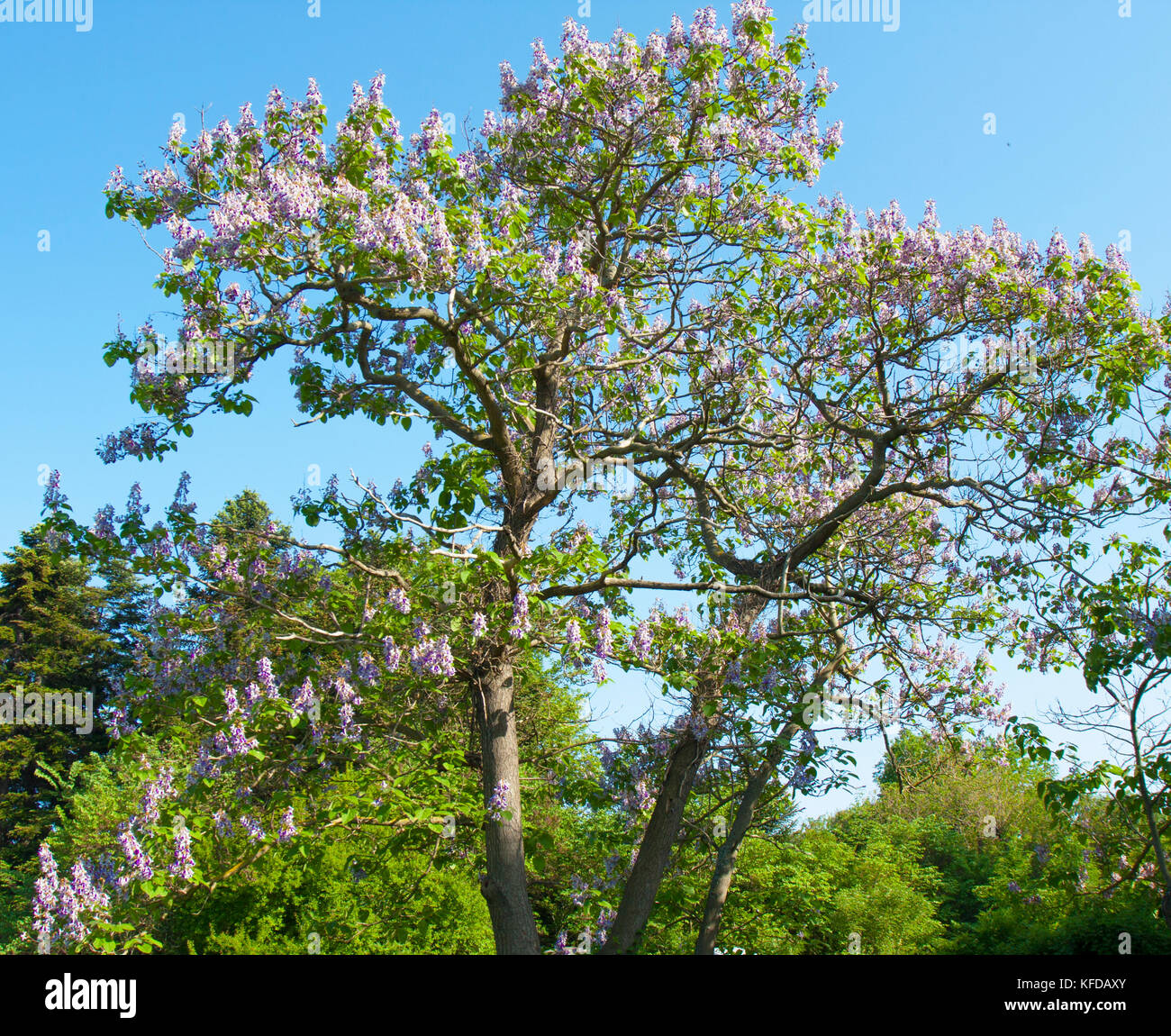 Paulownia tomentosa hi-res stock photography and images - Alamy