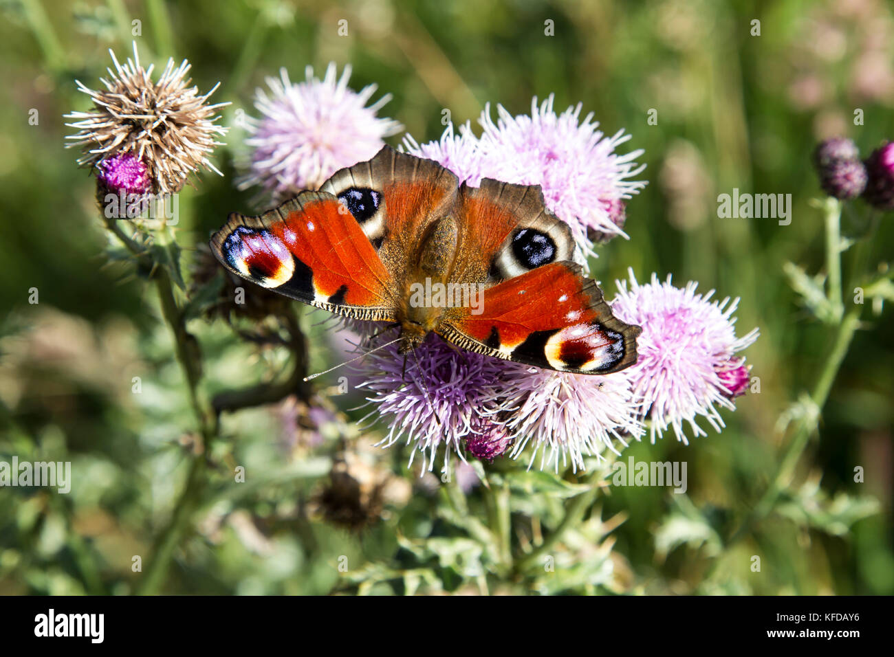 Peacock, Inachis io, butterfly on a flower in the sunlight, wings ...