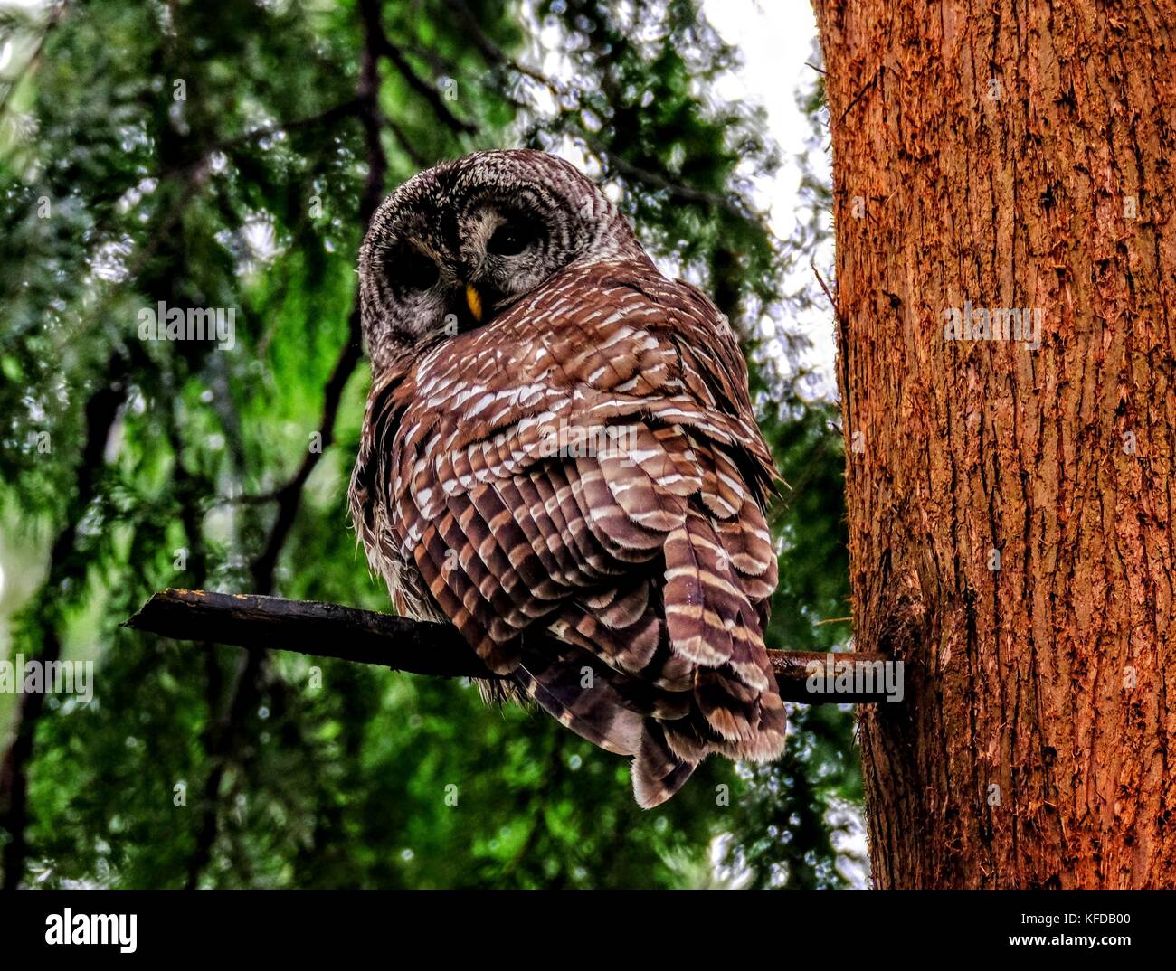 Barred owl is a true owl native to Eastern North America Stock Photo ...