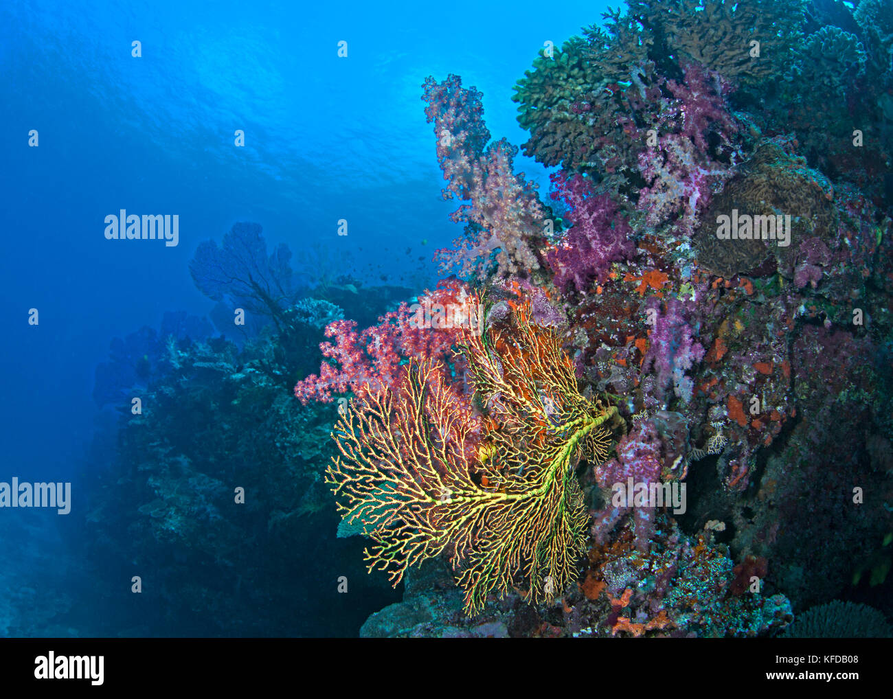 Fiji coral reefs. near Beqa Lagoon, Viti Levu. July 2017 Stock Photo ...
