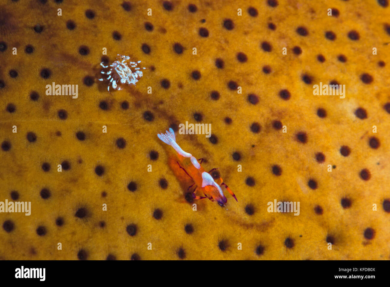 Emperor shrimp (Periclimenes imperator) and zebra crab (Zebrida sp.) on ...