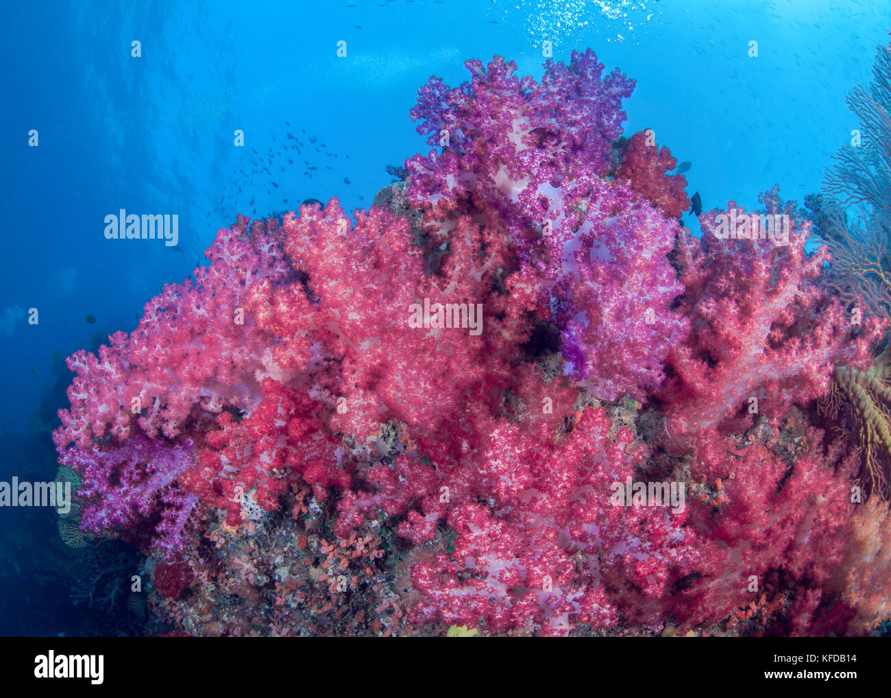 A bouquet of pastel colored soft coral trees on a bommie in Beqa Lagoon ...