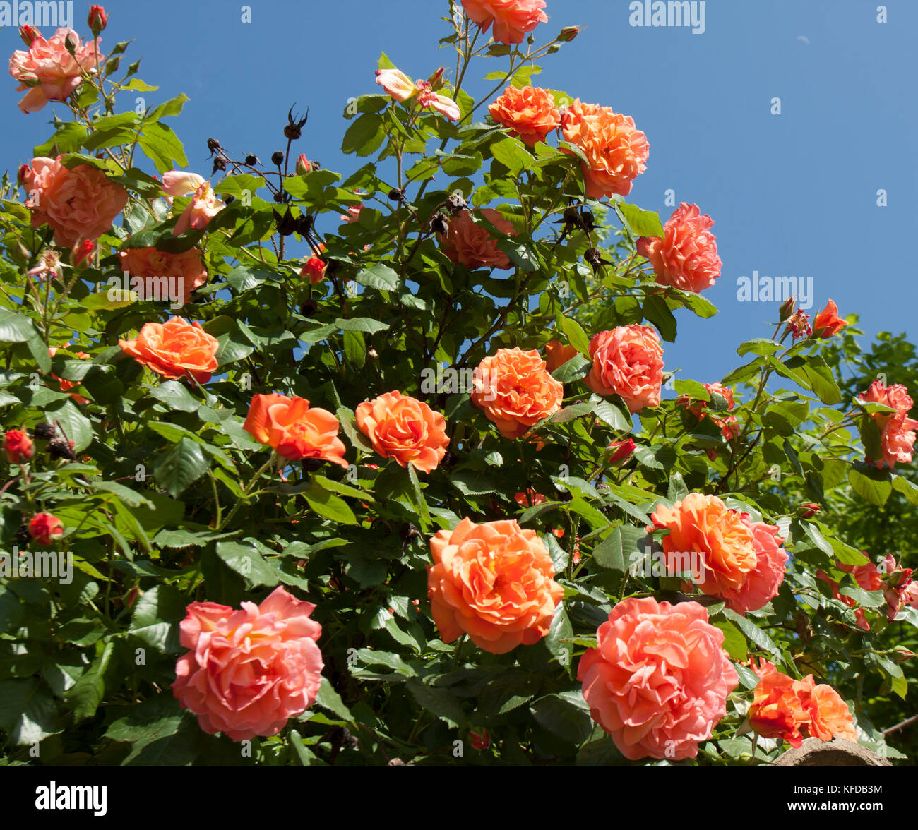 Orange Flowering Shrub High Resolution Stock Photography and Images - Alamy