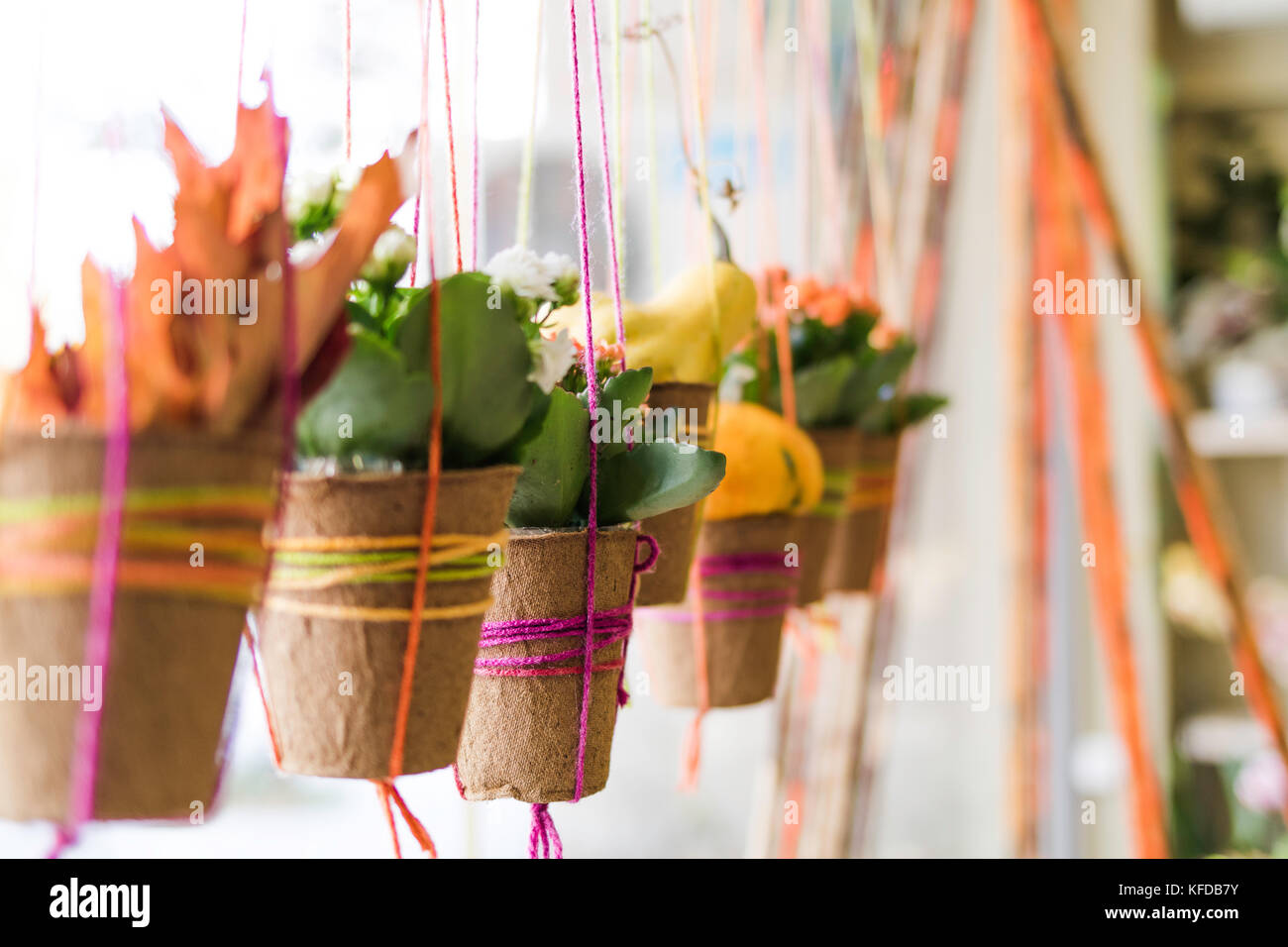 Beautiful green plants hanging hi-res stock photography and images - Alamy