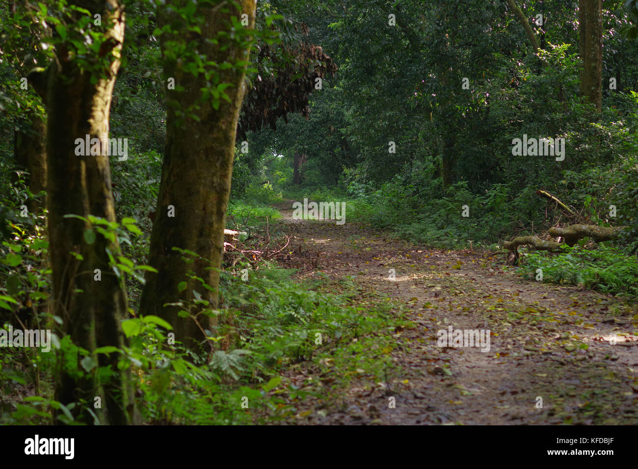Beautiful view of a clay path inside of the forest in Chitwan National ...