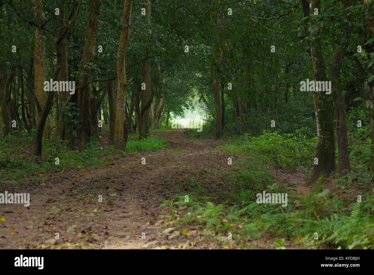 Beautiful view of a clay path inside of the forest in Chitwan National ...