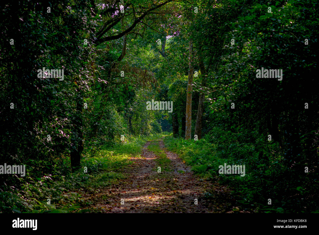 Beautiful view of a clay path inside of the forest in Chitwan National ...