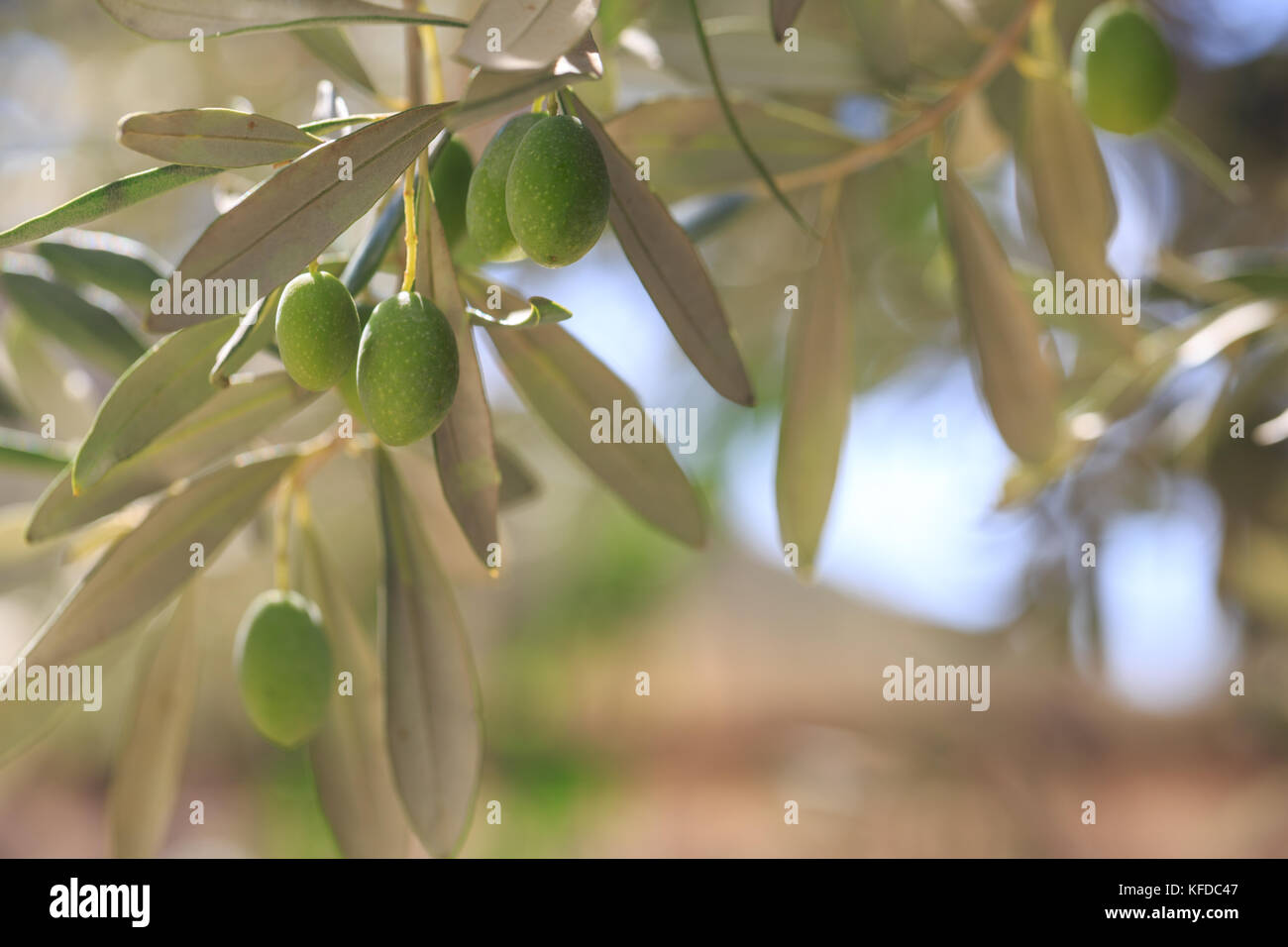 Green olives hanging on olive tree Stock Photo - Alamy