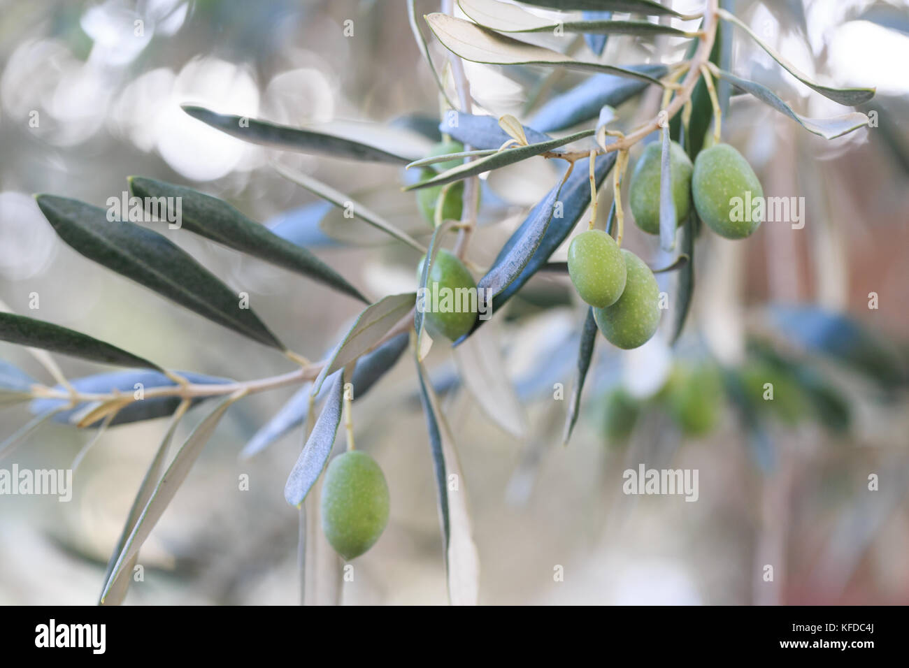 Green olives hanging on olive tree Stock Photo - Alamy