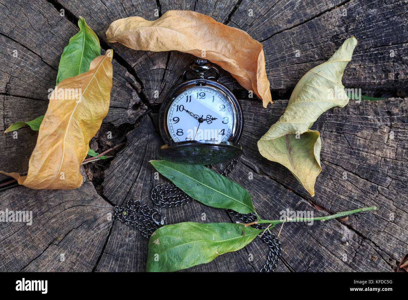 Time for fall: pocket watch and brown leaves on wood top view Stock ...
