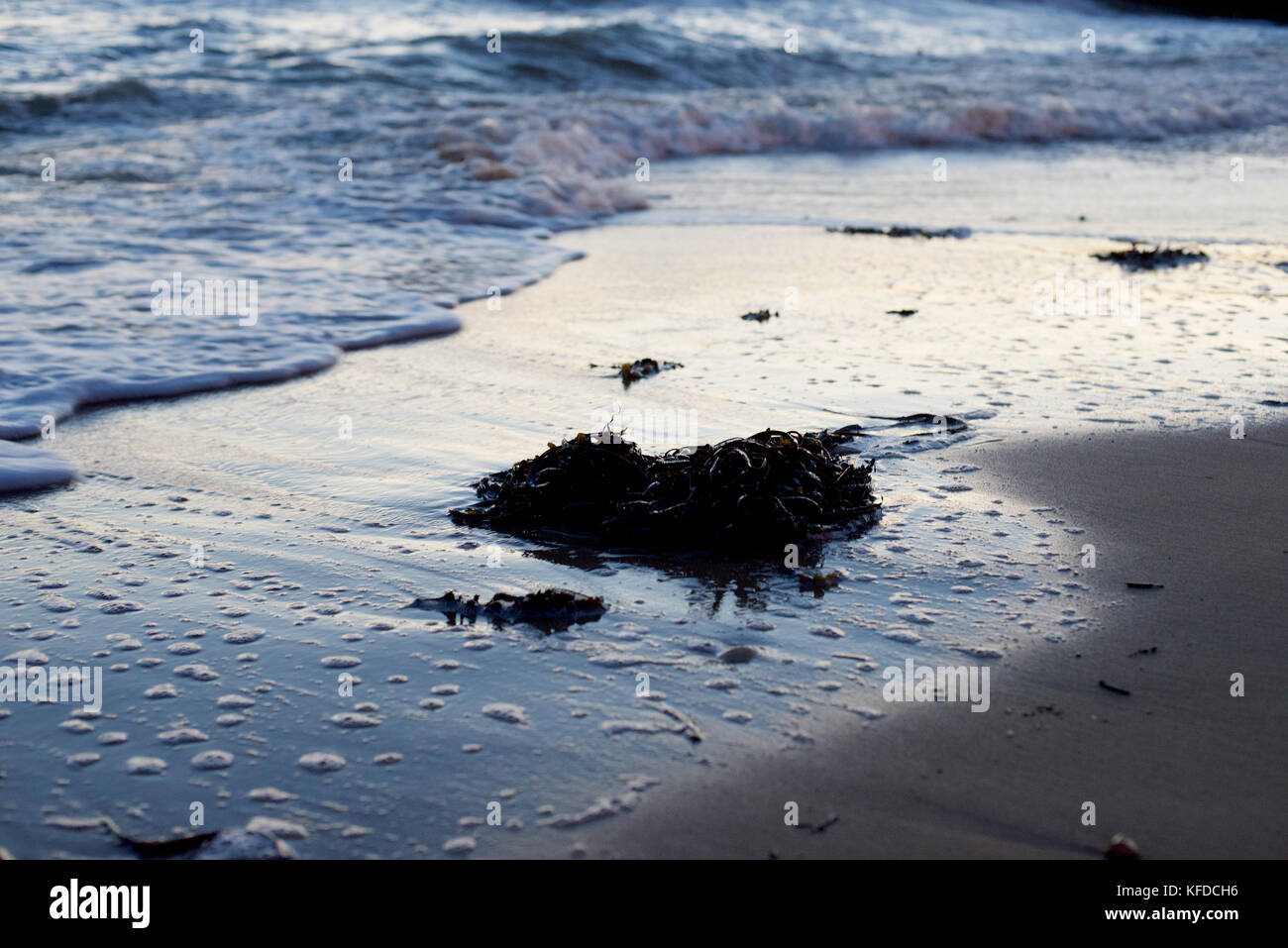 Seaweed on the beach at dusk Stock Photo - Alamy