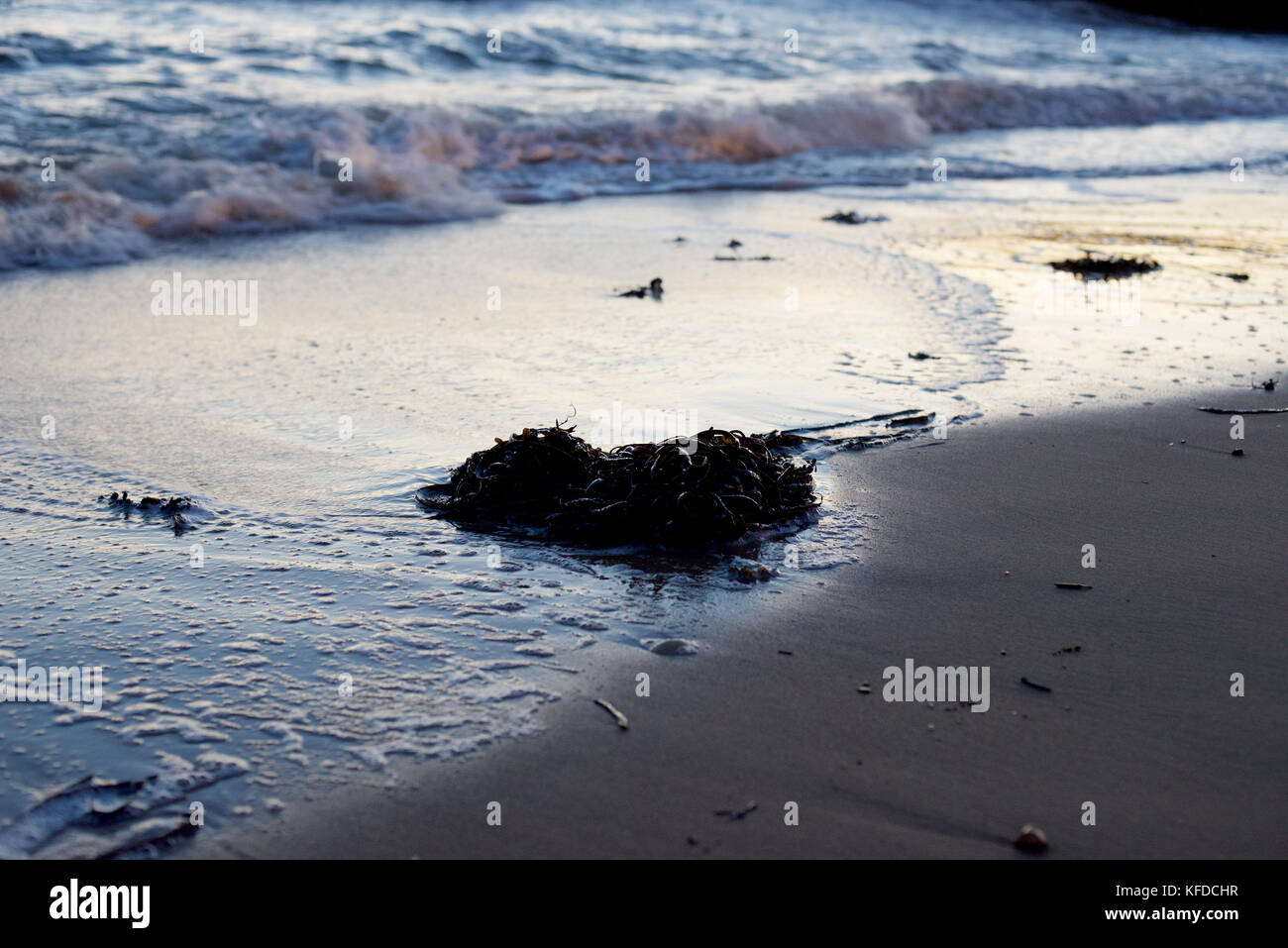 Seaweed on the beach at dusk Stock Photo - Alamy