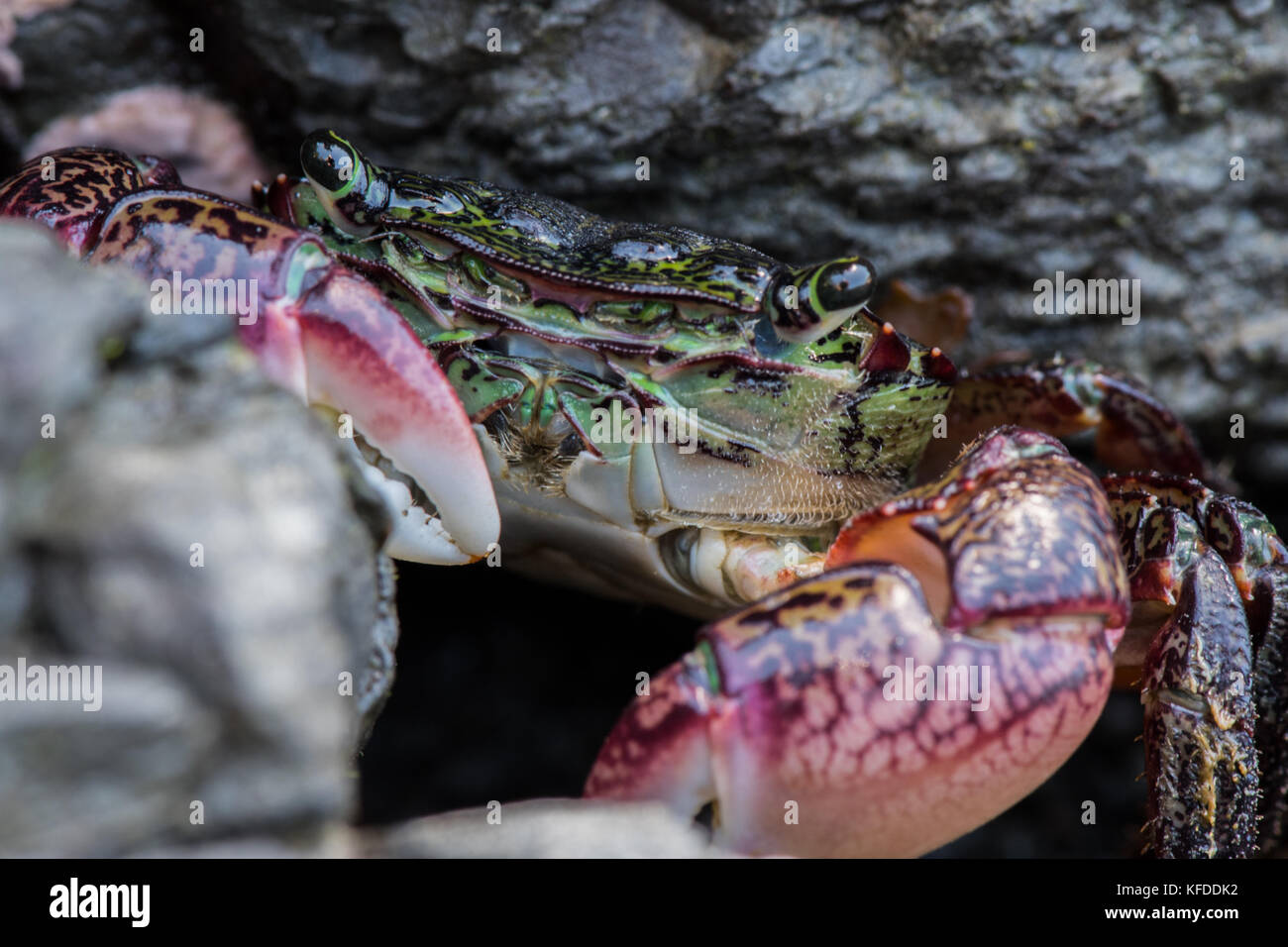 Focus on face of green crab with purple claws Stock Photo - Alamy