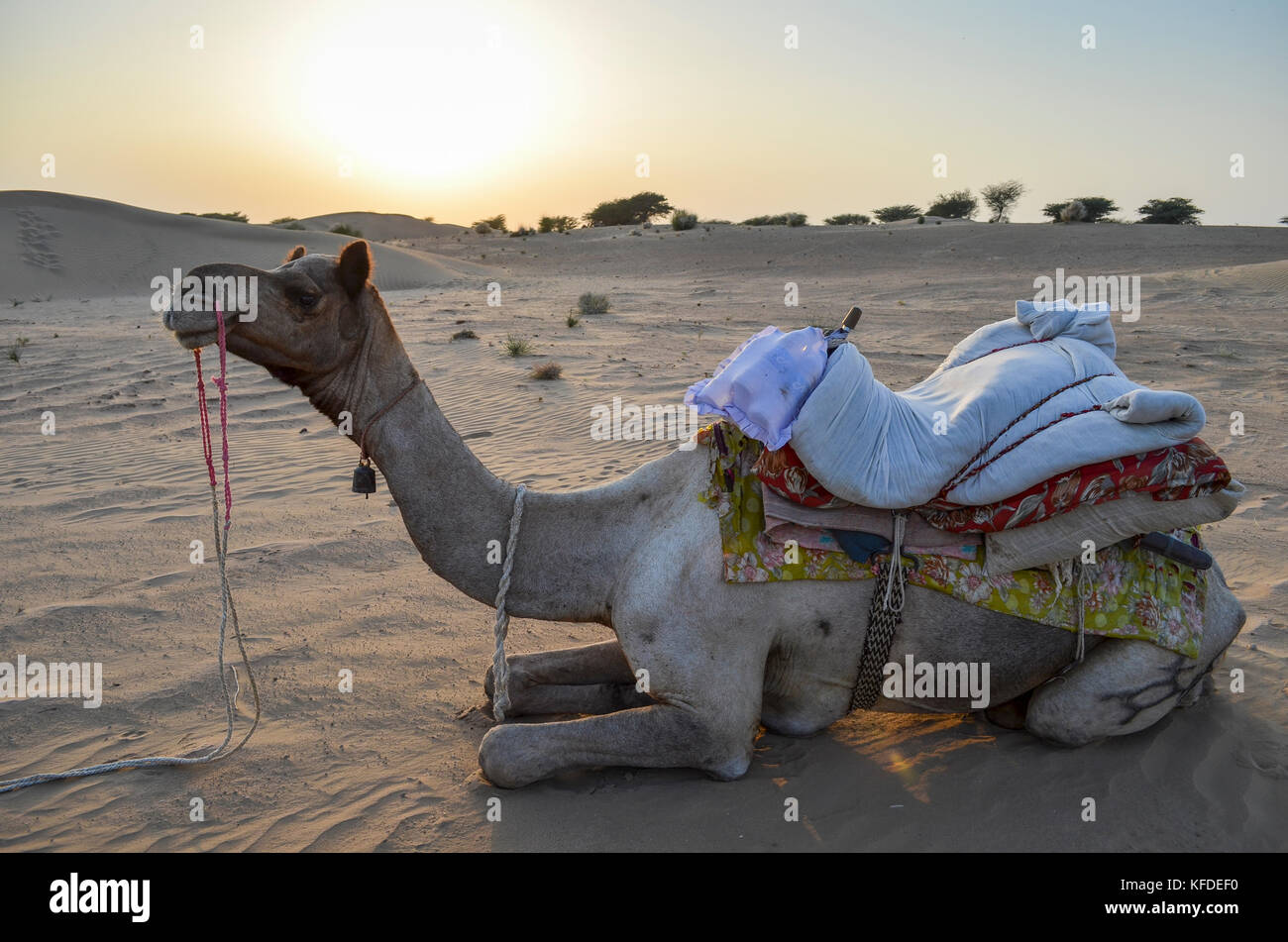 Camel resting in the desert at sunset, laden with sacks Stock Photo - Alamy