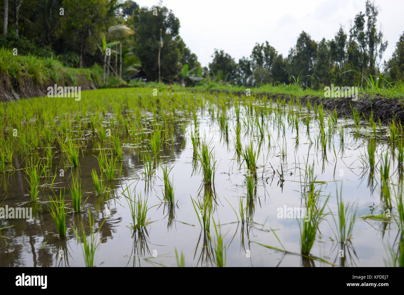 Rice fields, shallow water and rice plants, paddy fields Stock Photo ...