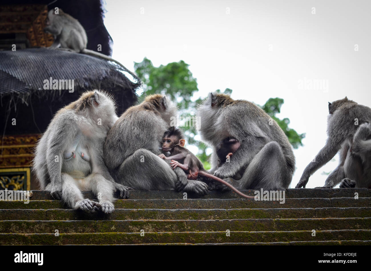 Grey long-tailed macaques on Bali Island on temple steps Stock Photo ...