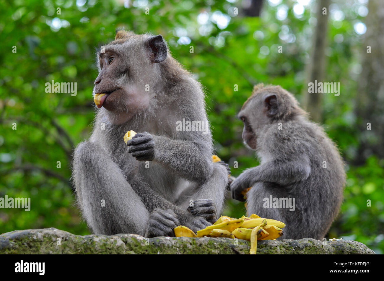 Grey long-tailed macaques, two animals eating fruit sitting on a wall ...
