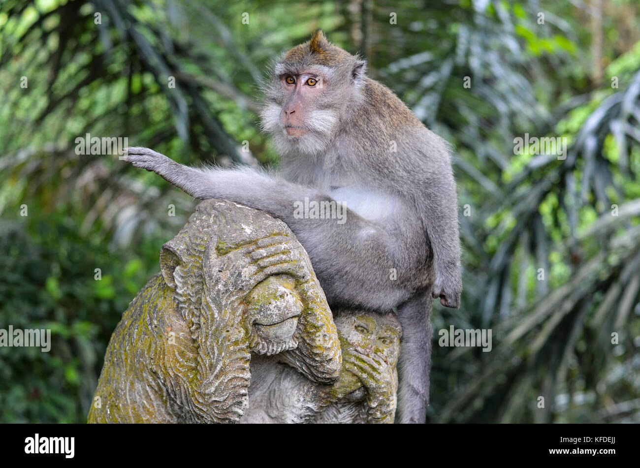 Grey long-tailed macaque seated on a wall beside a stone statue of a ...