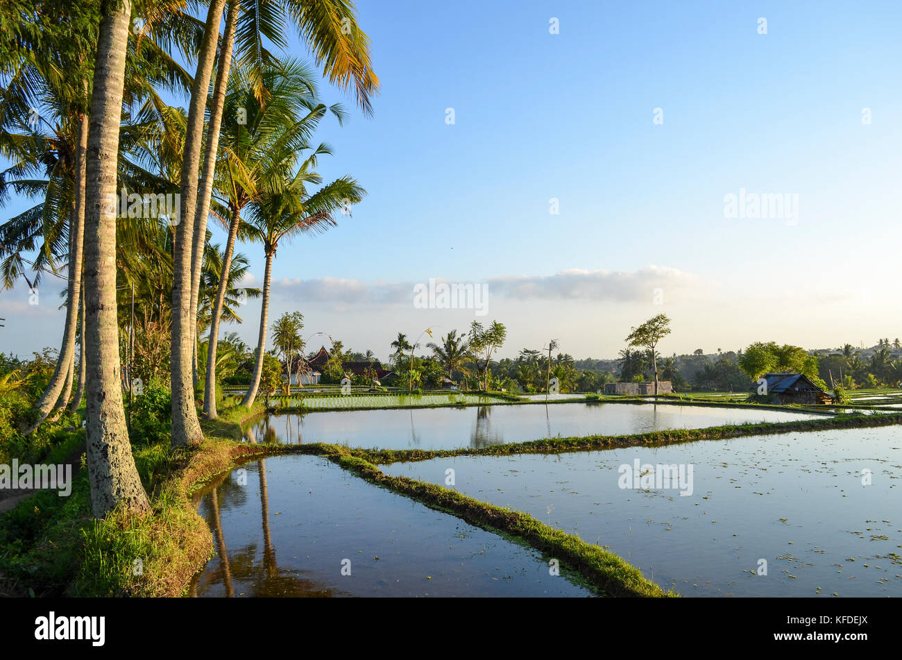 Small green rice plants growing in the shallow paddy fields, rice ...