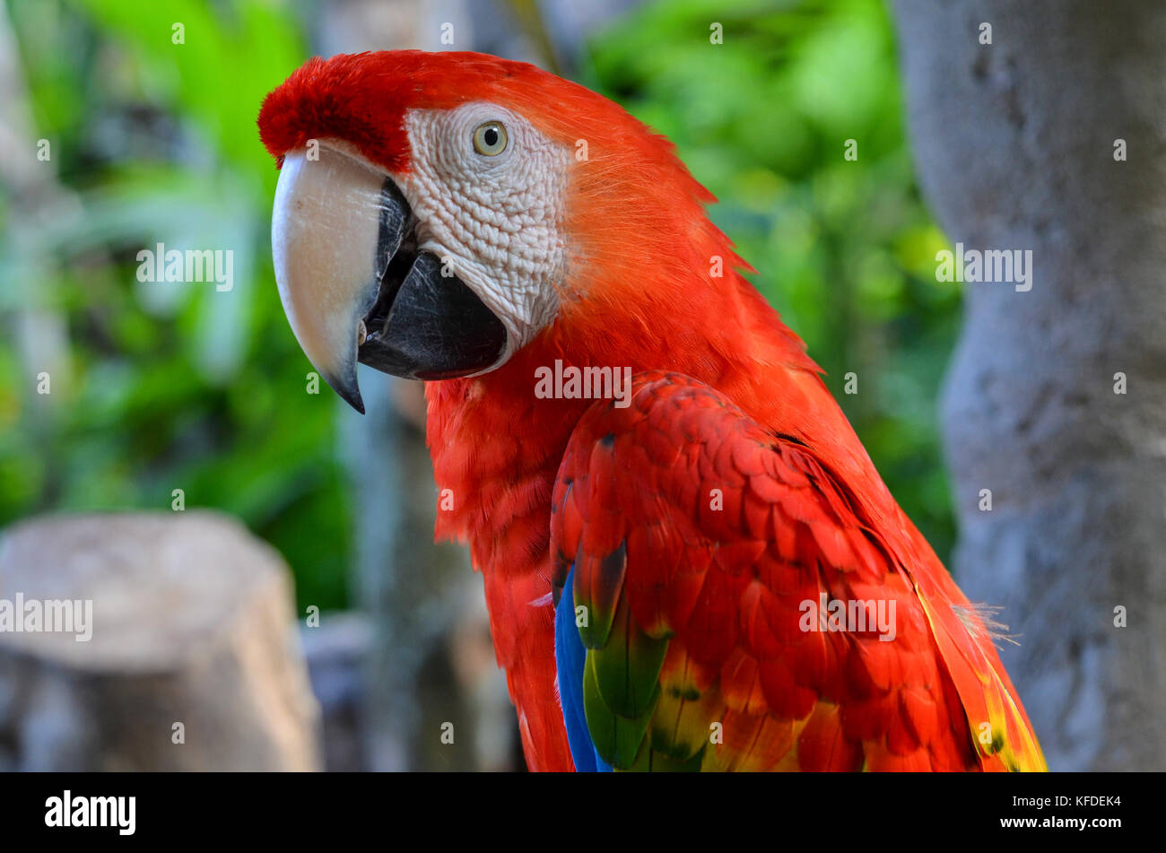 Large Red Parrot High Resolution Stock Photography and Images - Alamy