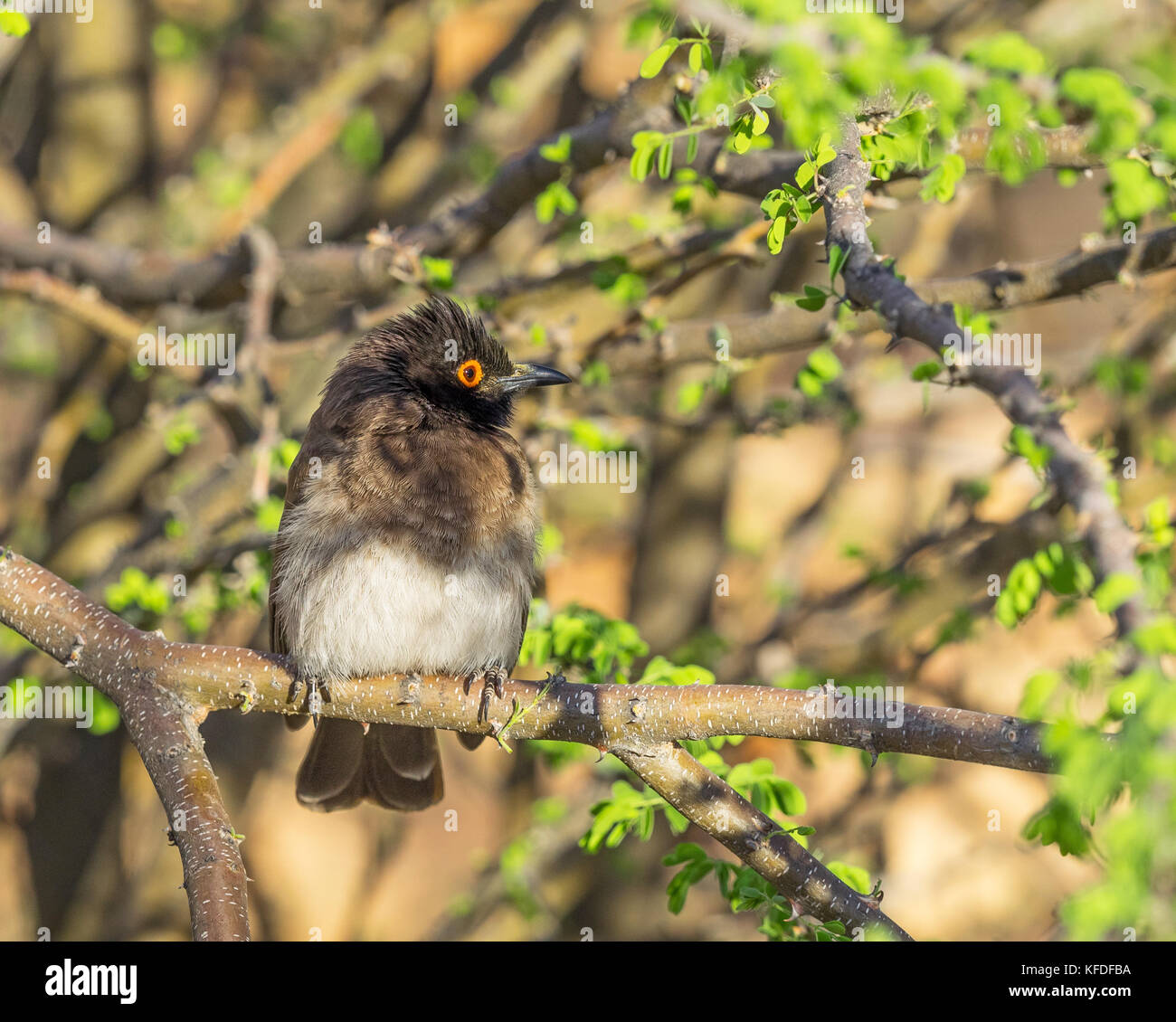 South African Cape Bulbul Bird High Resolution Stock Photography and ...
