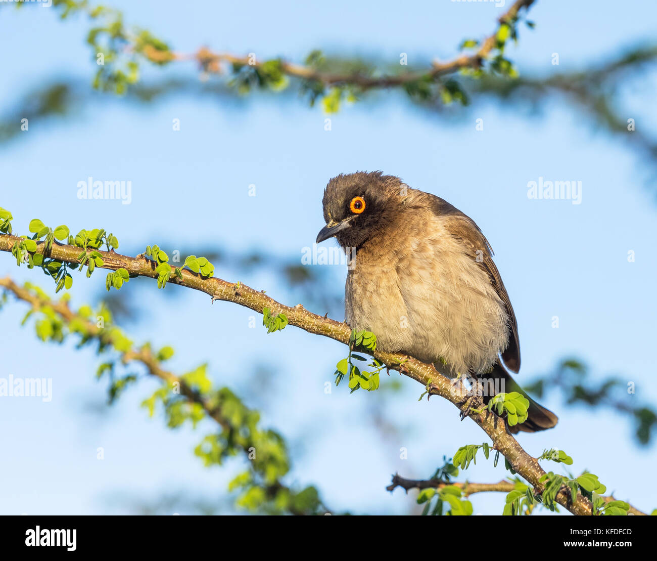 An African Red-Eyed Bulbul at Augrabies Falls National Park in the ...