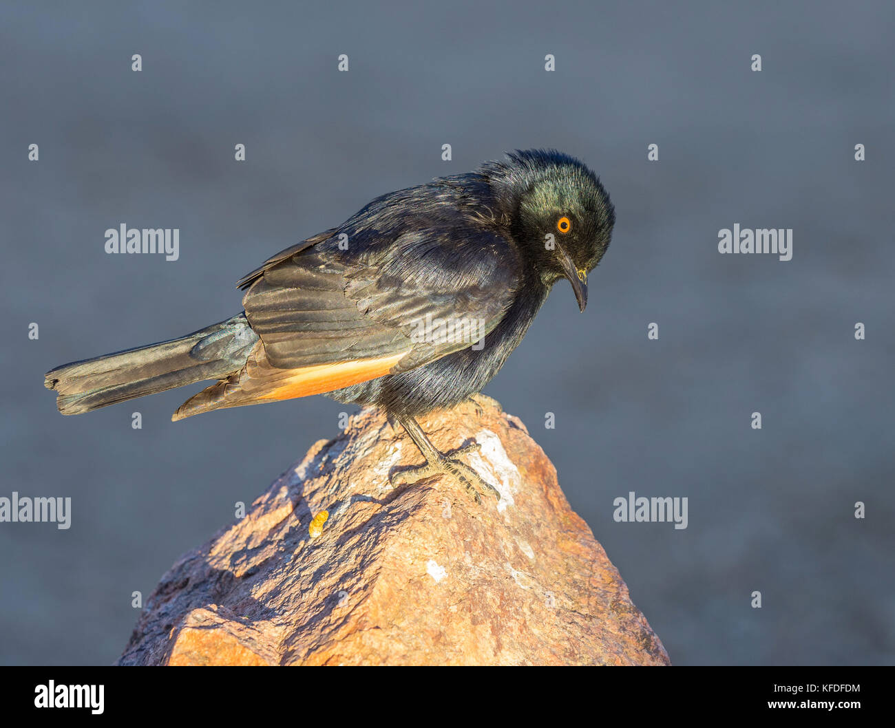 An African Pale-Winged Starling at Augrabies Falls National Park in the ...