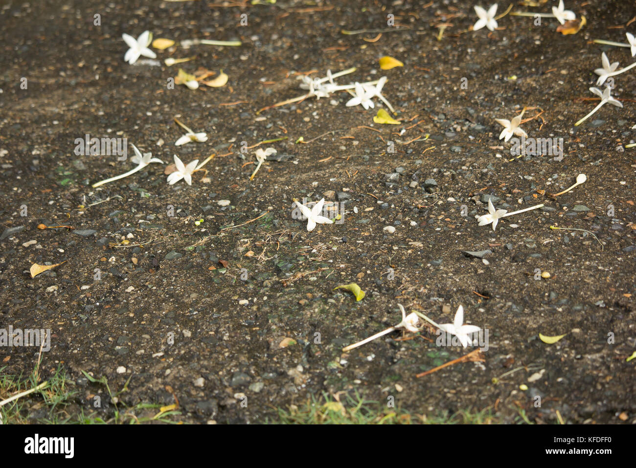 Indian jasmine flower falling hi-res stock photography and images - Alamy