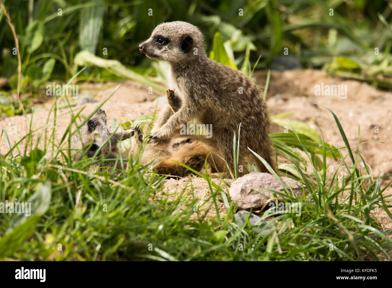 A group of Meerkat babies playing at Folly Farm, Pembrokeshire, UK ...