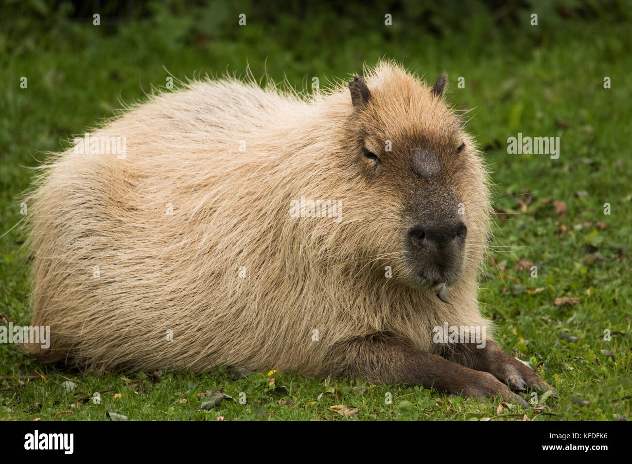 A Capybara at Folly Farm, Pembrokeshire, UK Stock Photo - Alamy