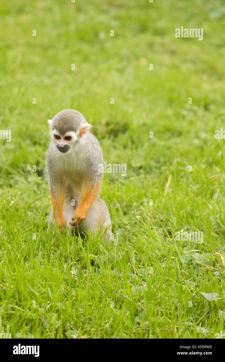 A Squirrel Monkey at Folly Farm, Pembrokeshire, UK Stock Photo - Alamy